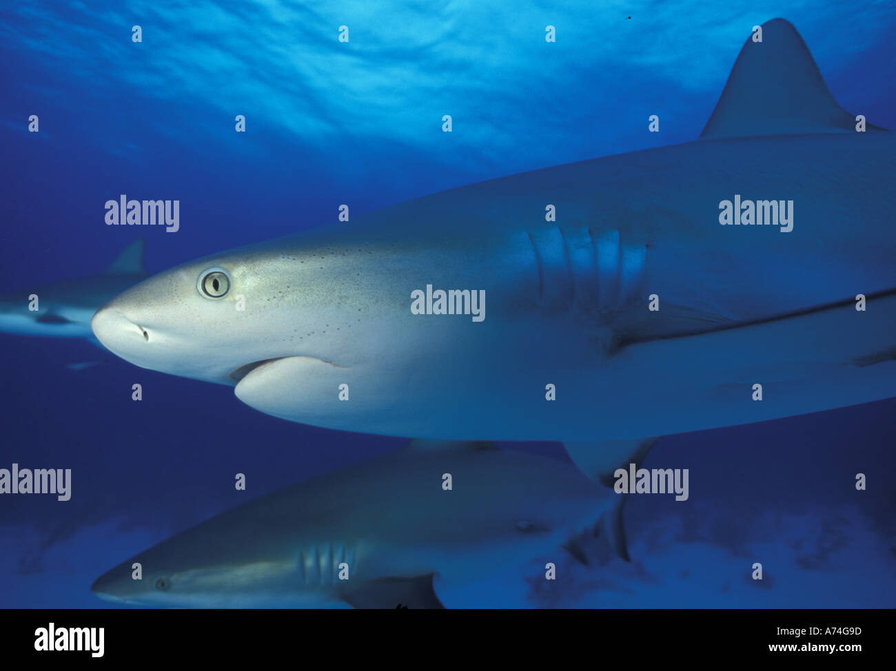 Shark gill closeup hi-res stock photography and images - Alamy