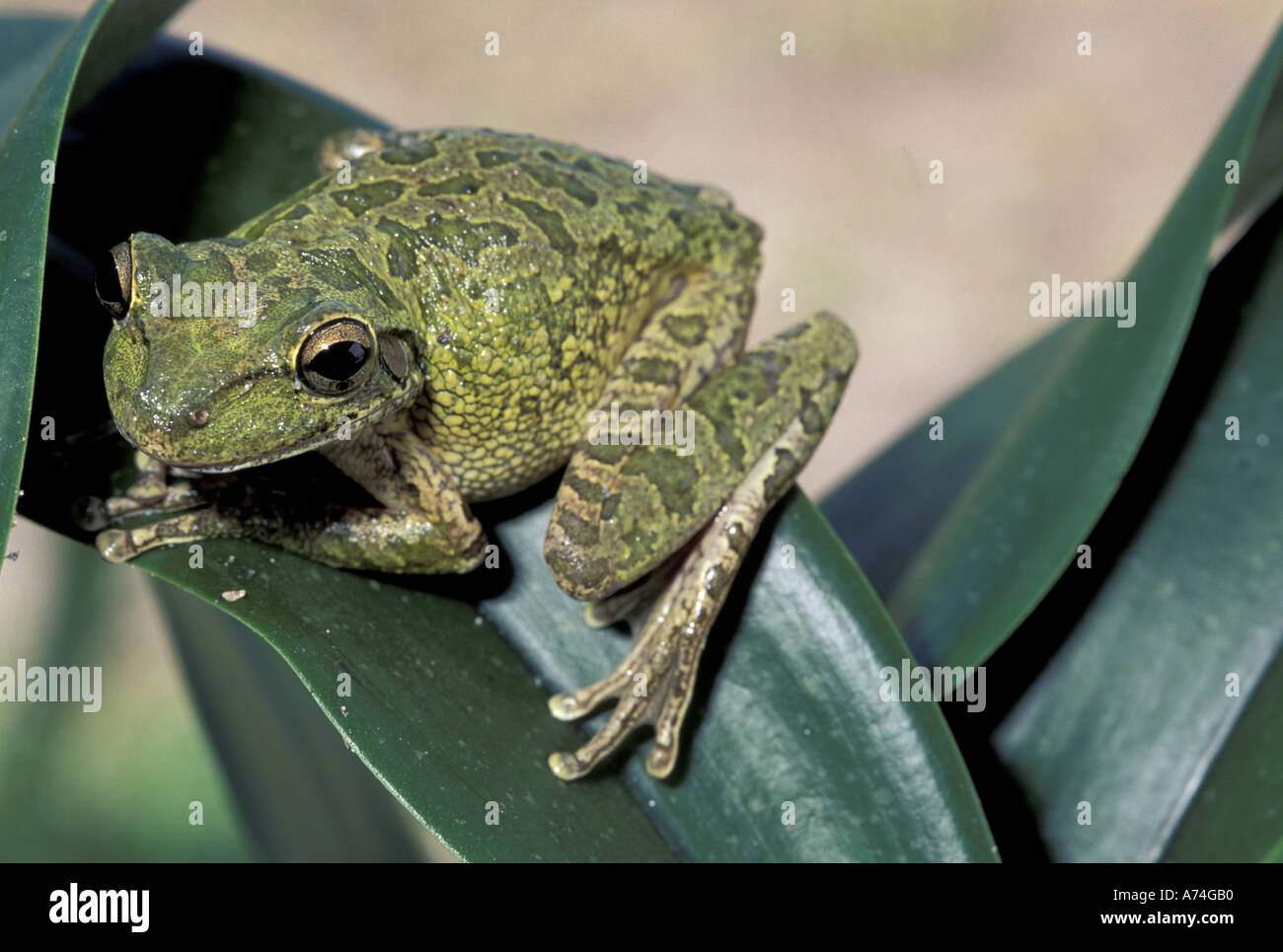 Cuban tree frog (Osteopilus septentrionalis Stock Photo - Alamy