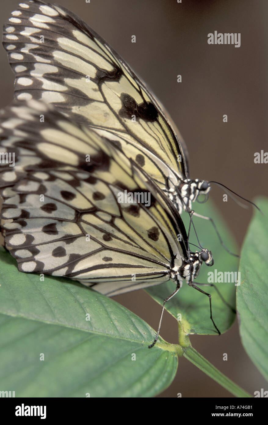 Clara ft hi-res stock photography and images - Alamy