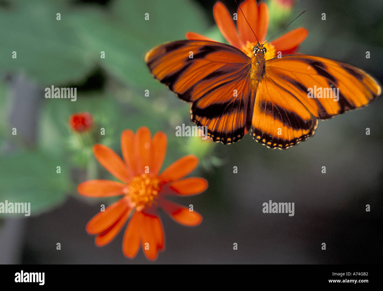 NA, USA, Florida, Butterfly World. Acraea Stock Photo - Alamy
