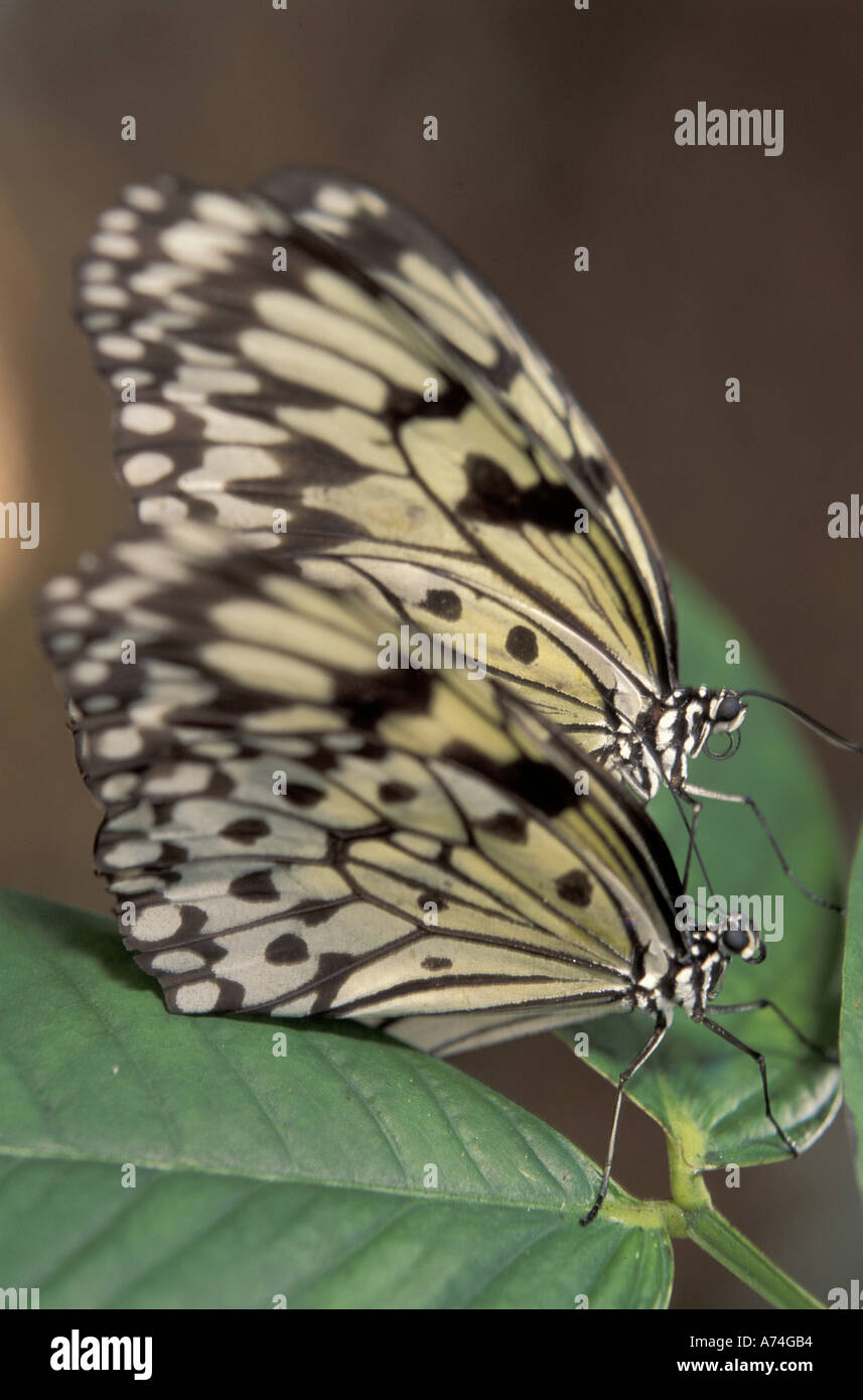 Clara ft hi-res stock photography and images - Alamy