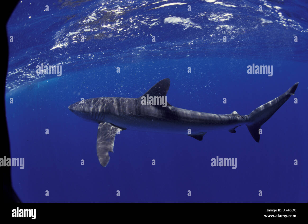 NA, Mexico, Socorro Islands Silky shark (Carcarhinus falciformis Stock ...