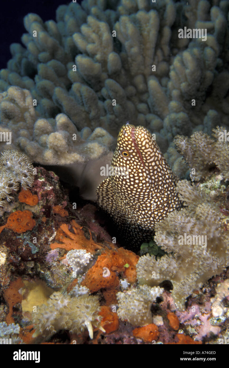 Eel in reef Stock Photo - Alamy
