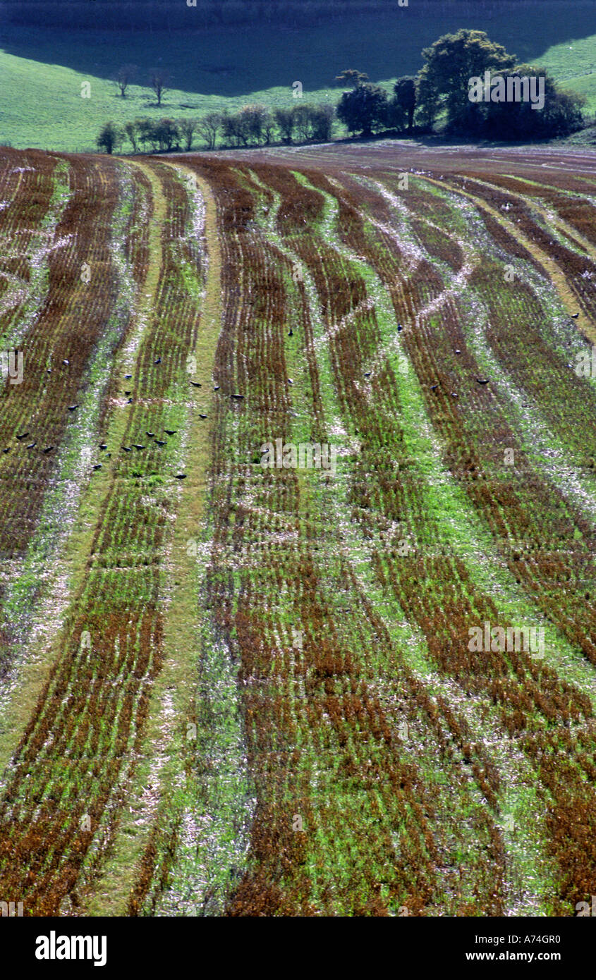wet farm land crops growing Stock Photo - Alamy