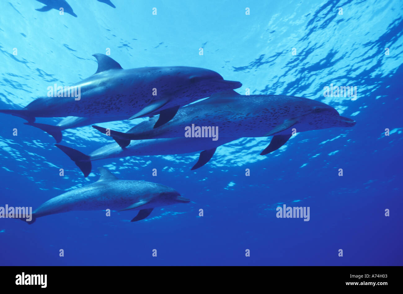 Caribbean, Bahamas Spotted dolphins Stock Photo - Alamy