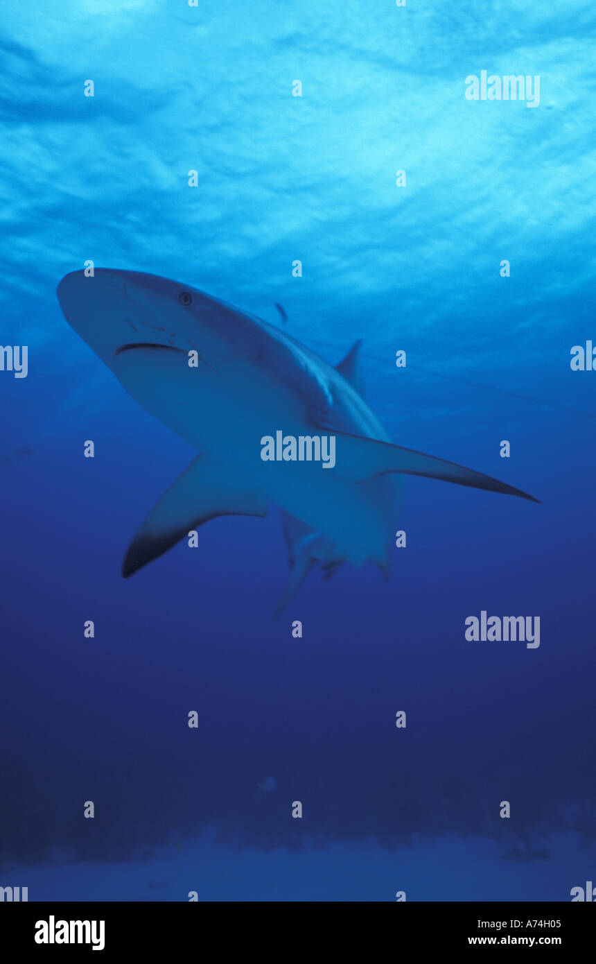 Shark Underbelly High Resolution Stock Photography and Images - Alamy