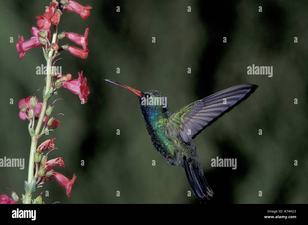 NA, USA, Arizona. Broad-billed hummingbird (Cynanthus latirostris) and ...