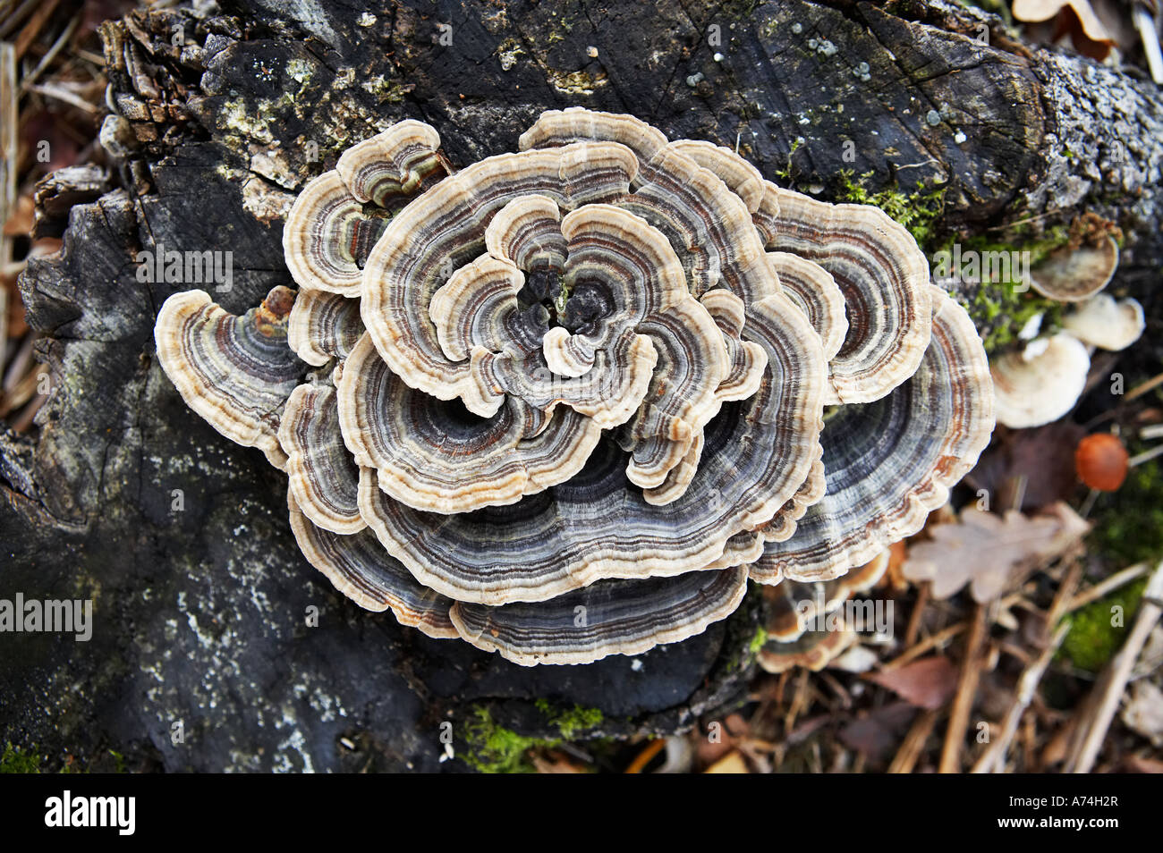beautiful fungus growing on decaying log in Esher,Surrey,Britain Stock ...