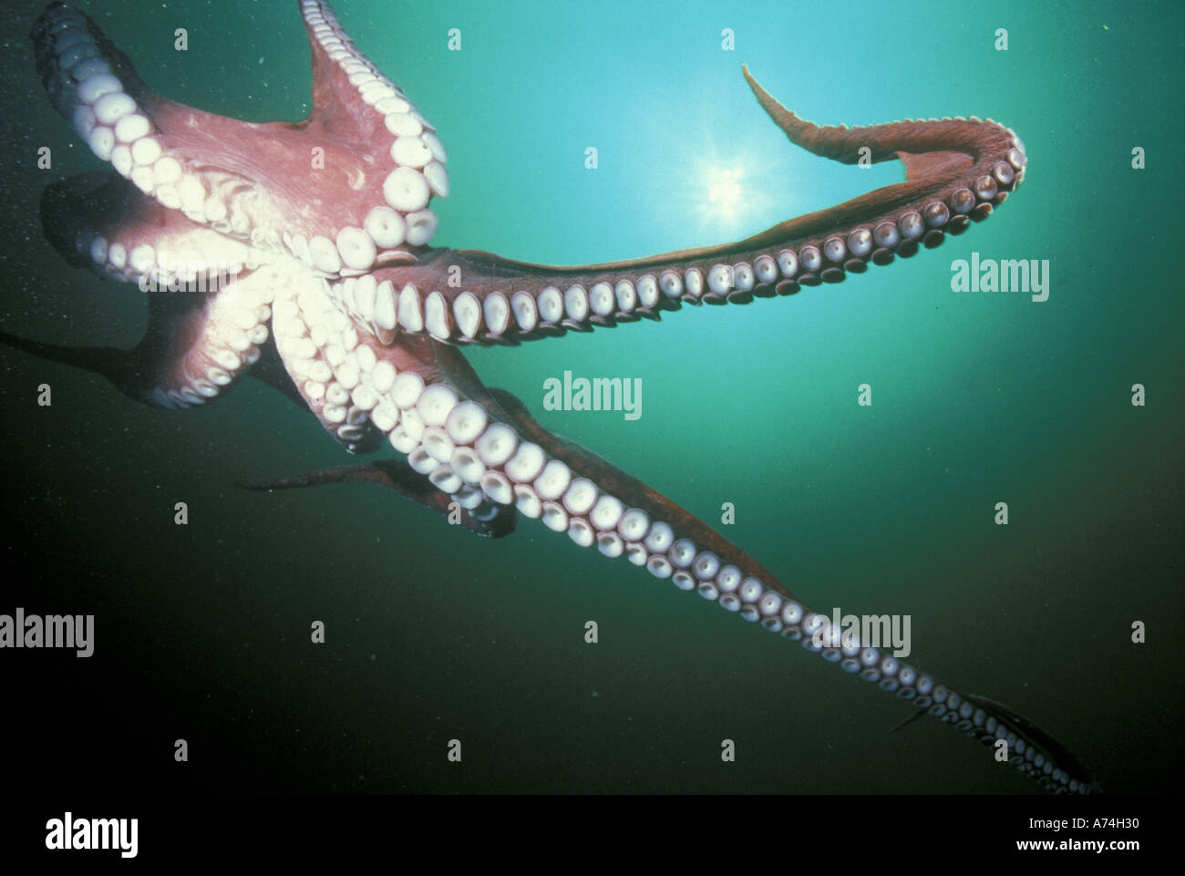 NA, USA, Pacific Northwest Giant Pacific octopus (Octopus dofleini ...