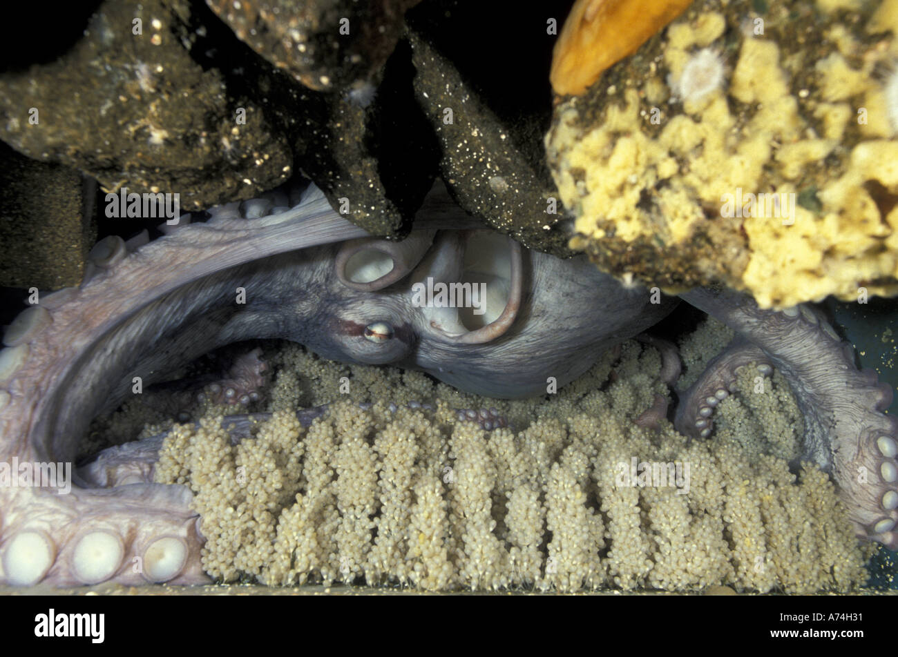 NA, USA, Pacific Northwest. Octopus brooding egg strands (Octopus ...