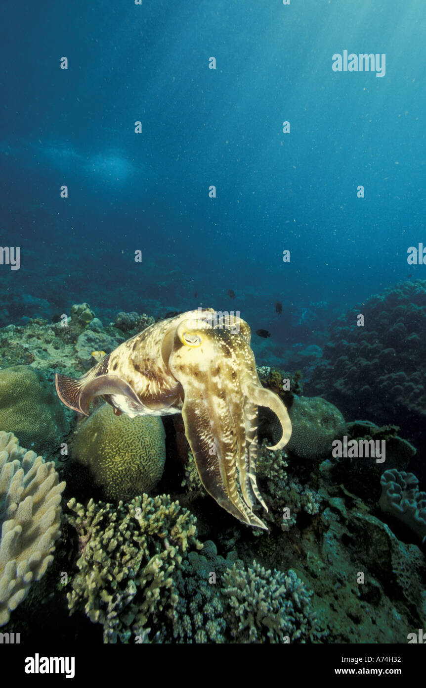 Indo-Pacific Giant Cuttlefish (Sepia apama Stock Photo - Alamy
