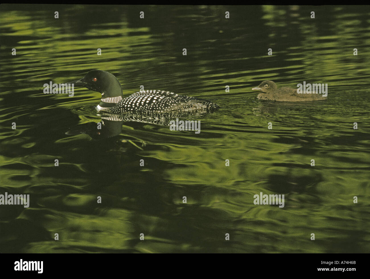 Common loon pair hi-res stock photography and images - Alamy