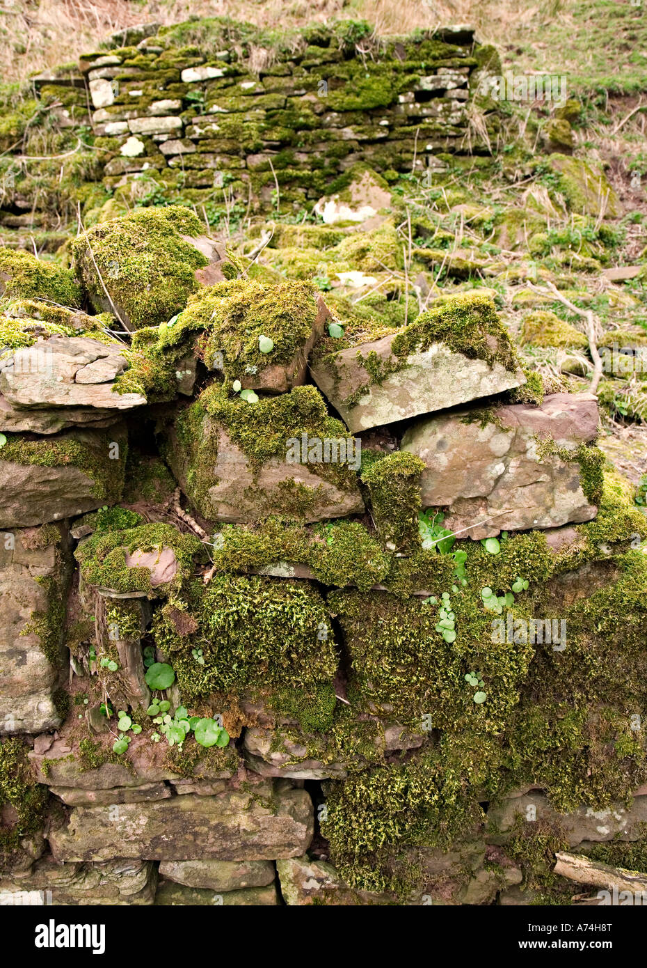 Moss and lichen with Pennywort growing on wall of ruined building Wales ...