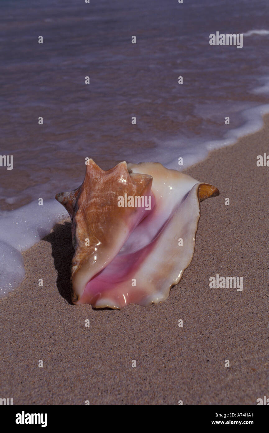 Tropical Caribbean, Grenada, Grand Anse Beach. Conch shell at surfs ...