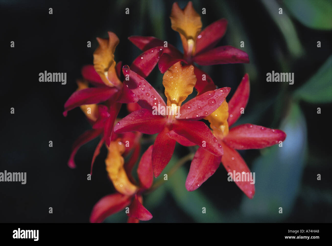 Fiji orchid hi-res stock photography and images - Alamy