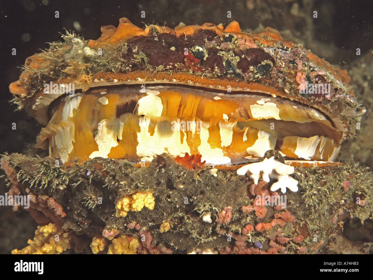 Thorny oyster spondylus varius hi-res stock photography and images - Alamy