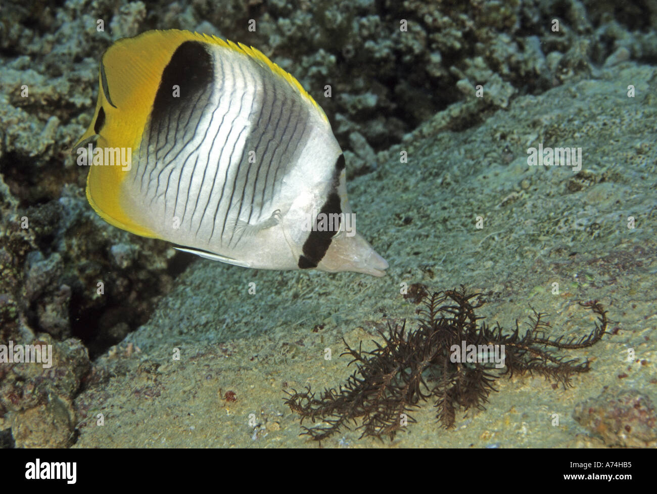 Oceania, Fiji. Pacific Double Saddle Butterflyfish, Chaetodon ...