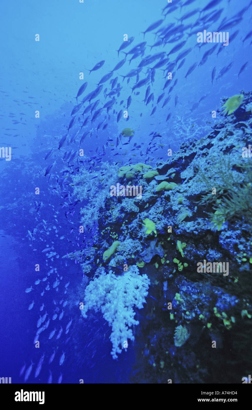 Oceania, Fiji, Sea Star Stock Photo - Alamy