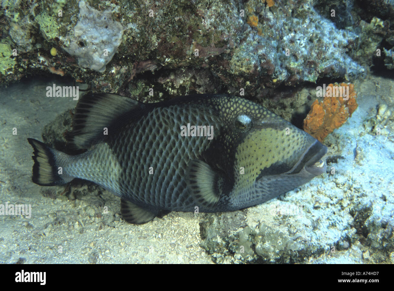 Oceania, Fiji. Titan Triggerfish, Balistoides viridescens Stock Photo ...