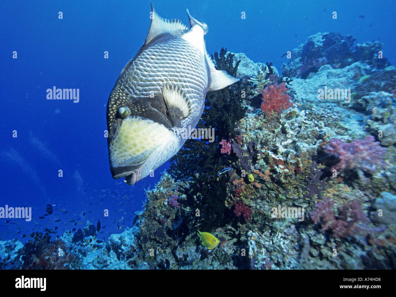 Oceania, Fiji. Territorial Titan Triggerfish (Balistoides viridescens) Guarding Nest Attacks ...