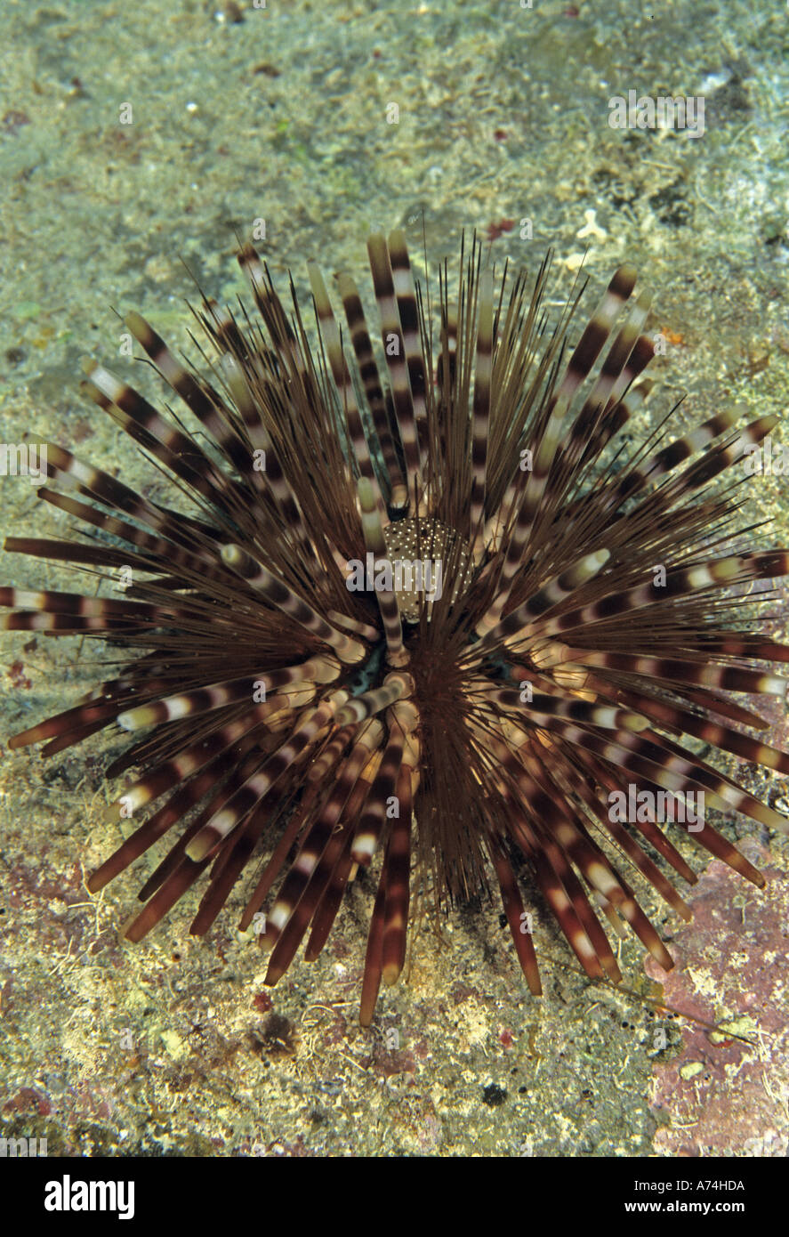 Calamaris urchin hi-res stock photography and images - Alamy