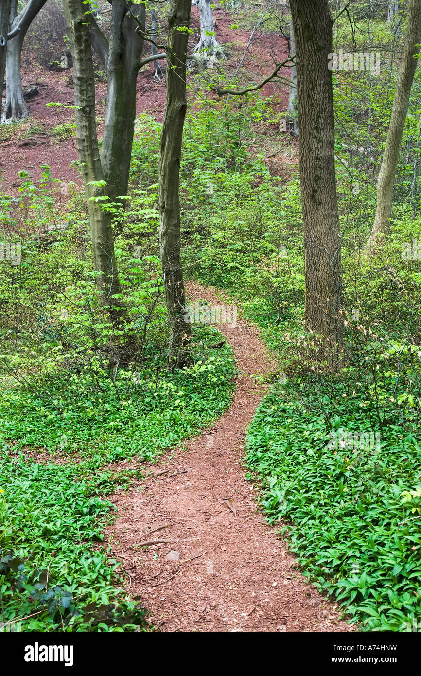 The path ahead through woodland Wales UK Stock Photo - Alamy