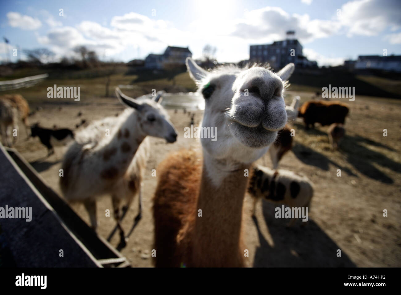 Llamas and farm animals on Block Island Rhode Island at the Manisses ...