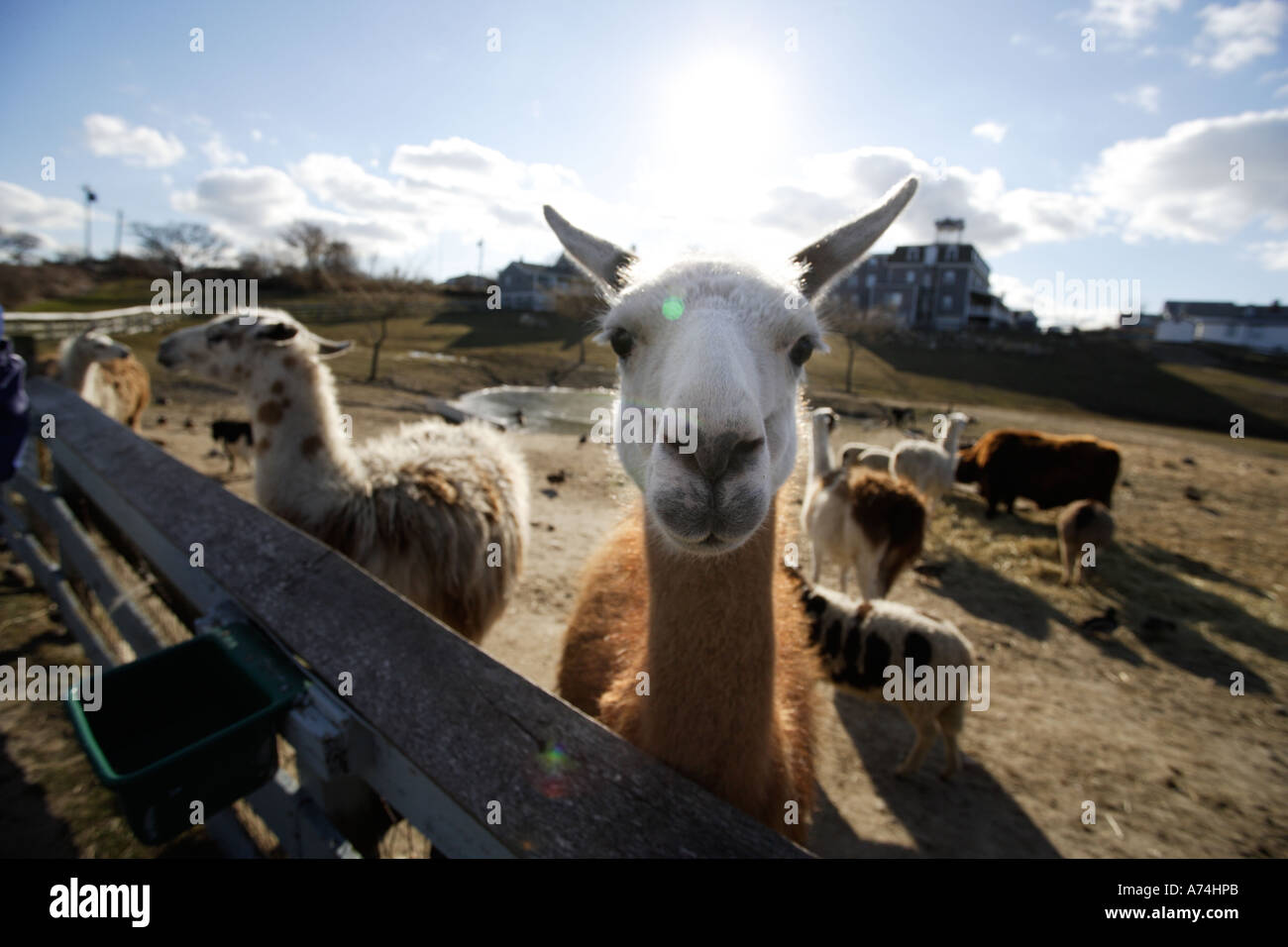 Llamas and farm animals on Block Island Rhode Island at the Manisses ...