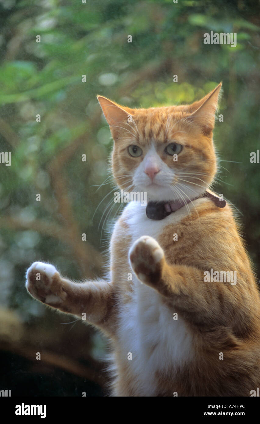 ginger tom cat Stock Photo - Alamy