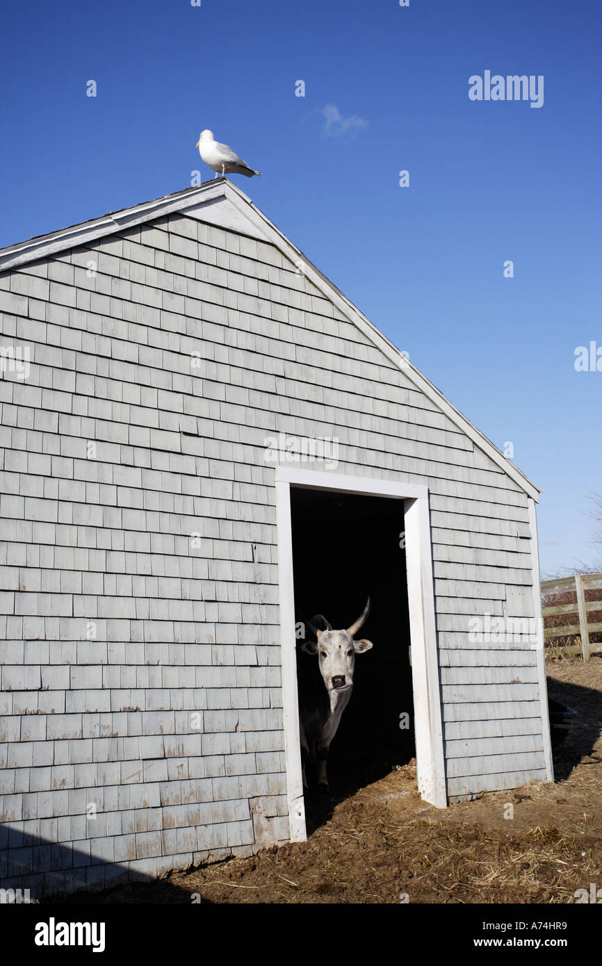 A cow looks of from a barn with sea bird on top of roof. Farm Animals ...