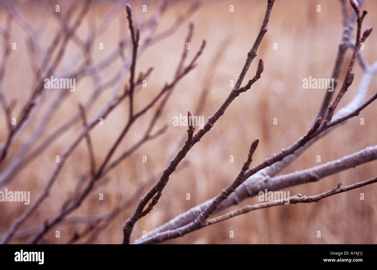 Common alder hi-res stock photography and images - Alamy