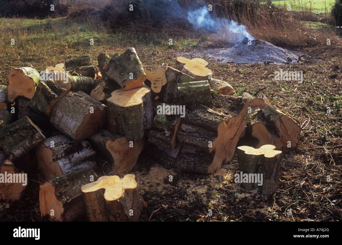 Sawn logs of Silver birch or Betula pendula tree with smoking ash ...