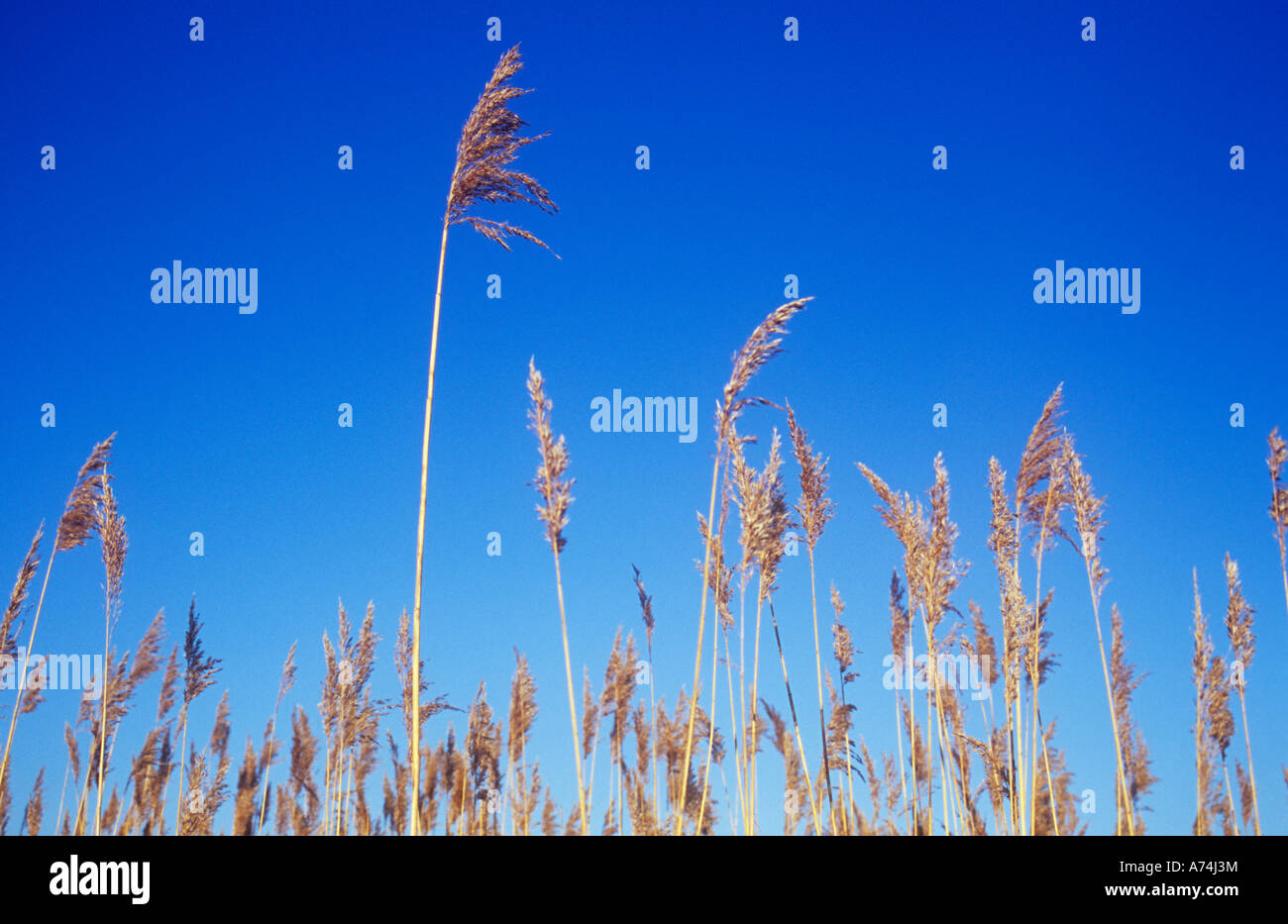 Golden feathery seedheads and stems of Common reed or Phragmites ...
