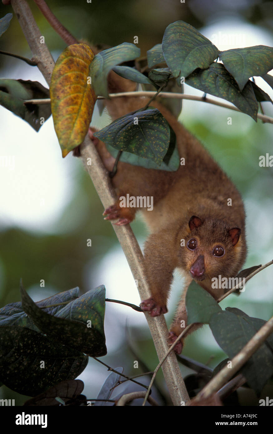 South Pacific, Papua New Guinea, Northern common Cuscus Stock Photo - Alamy