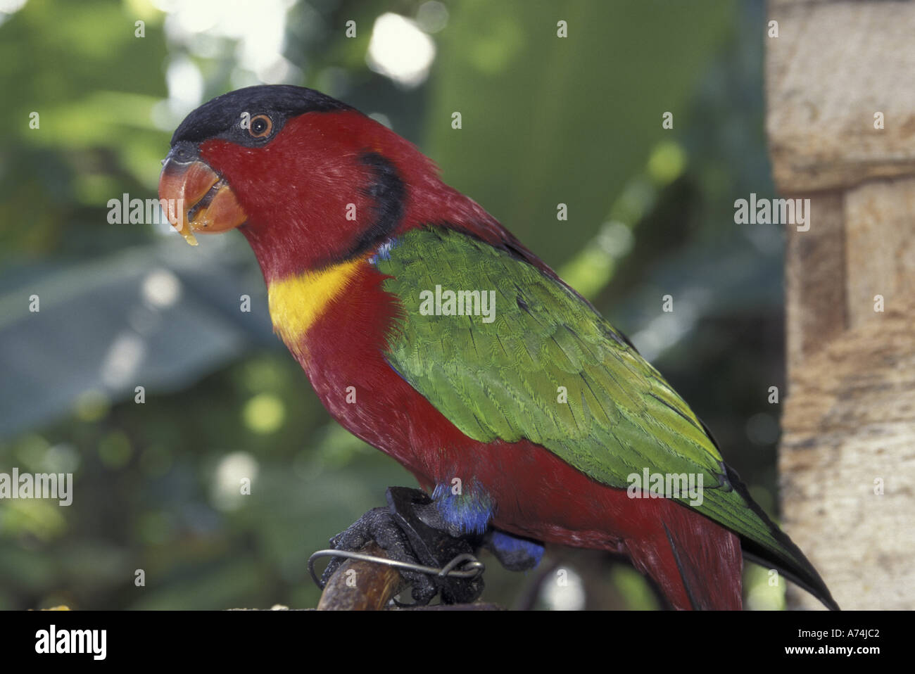 Asia, Papua New Guinea. Tropical Bird Stock Photo - Alamy