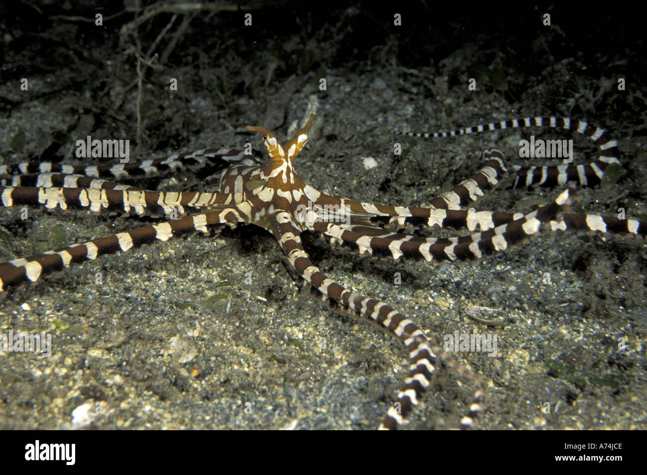 Ornate octopus hi-res stock photography and images - Alamy