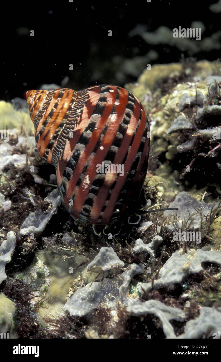 Asia, Papua New Guinea. Underwater snail Stock Photo - Alamy