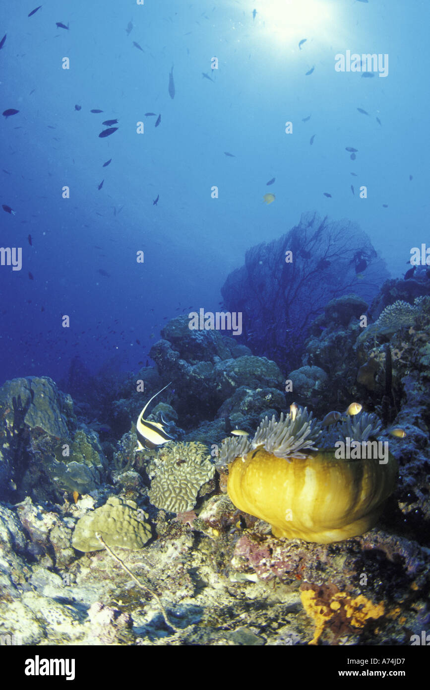 Healthy reef system hi-res stock photography and images - Alamy