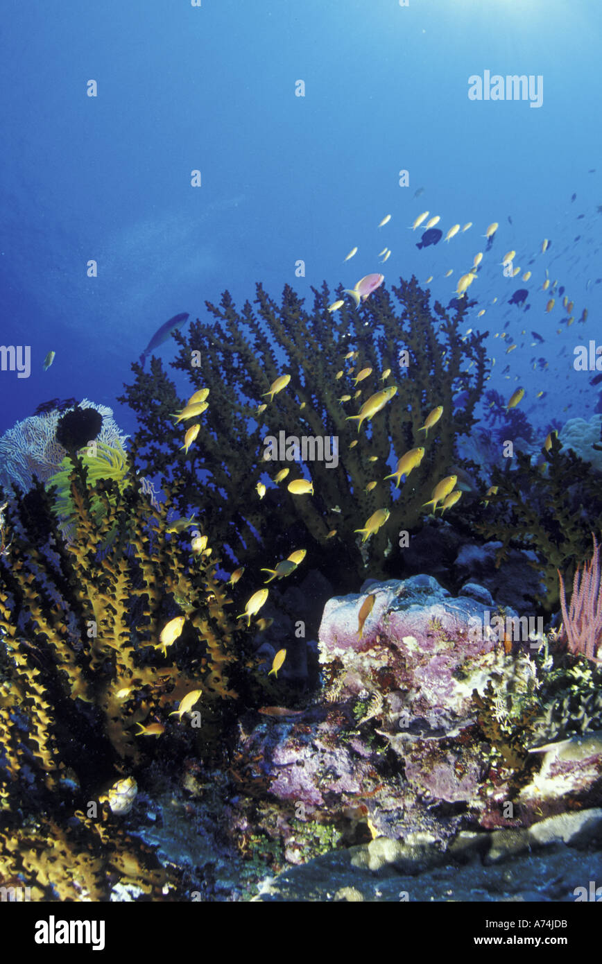 Asia, Papua New Guinea. Healthy reef system Stock Photo - Alamy