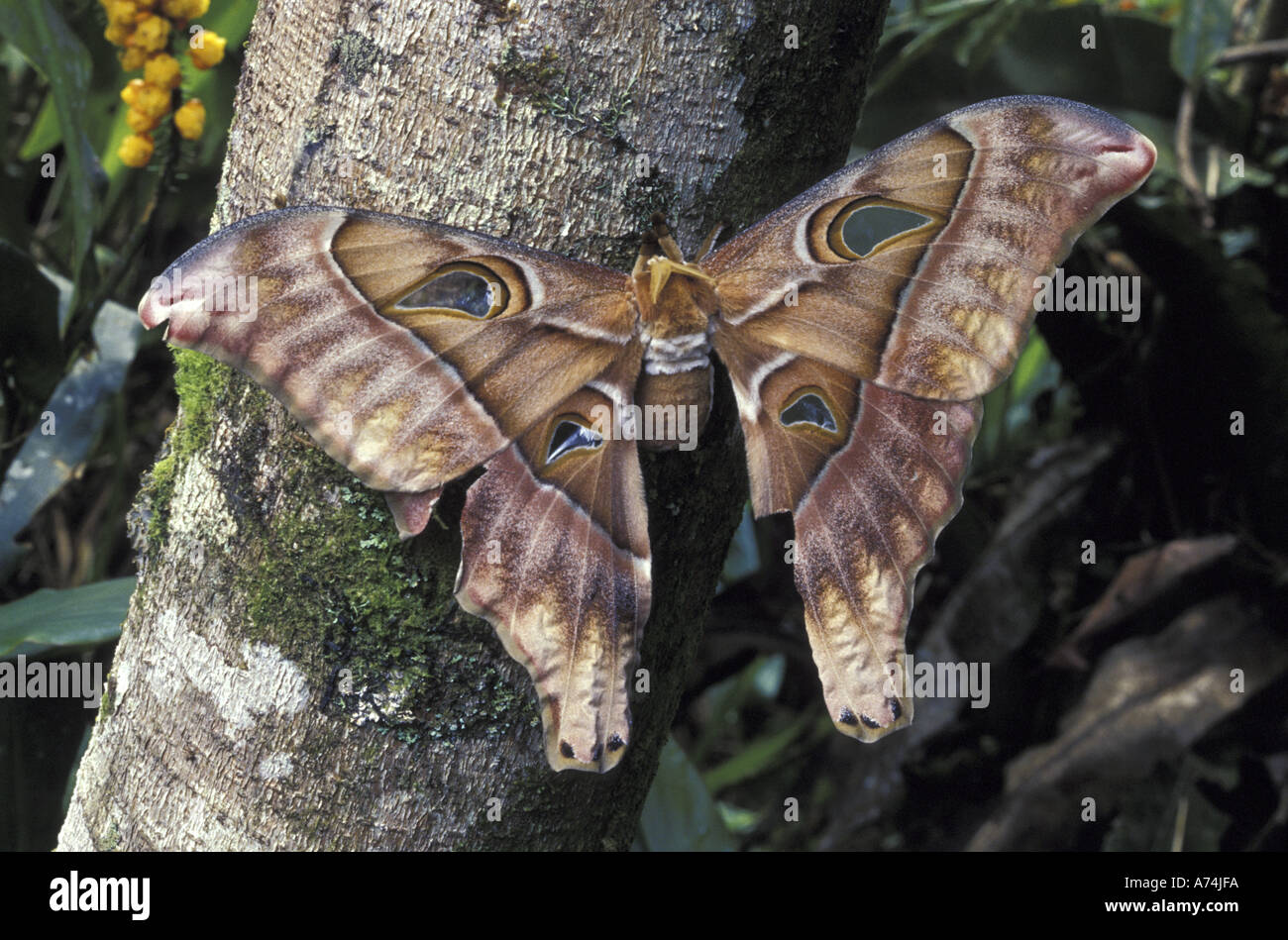 Hercules moth hi-res stock photography and images - Alamy