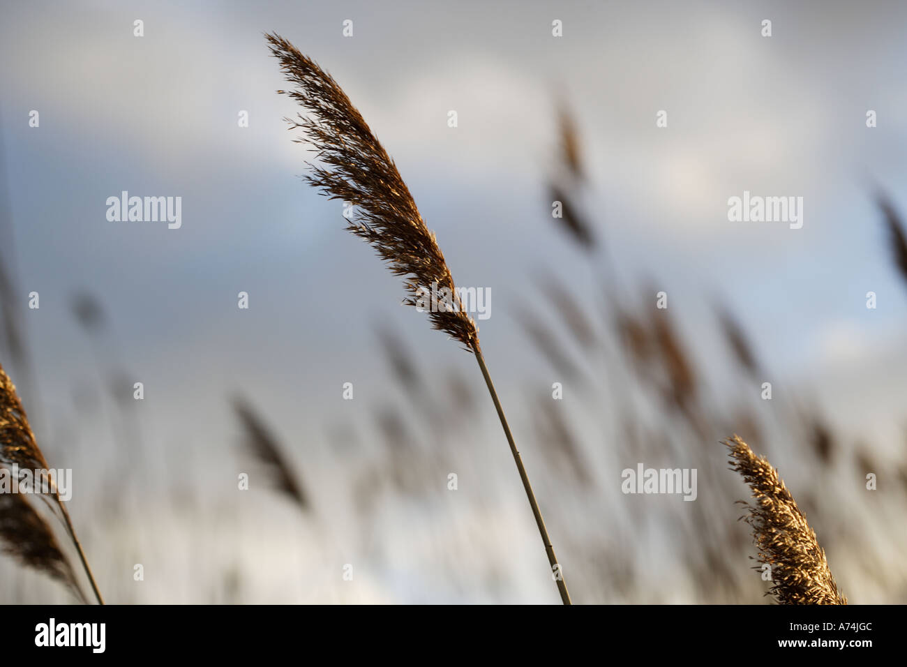 Nature Concepts Sea Grasses Stock Photo - Alamy