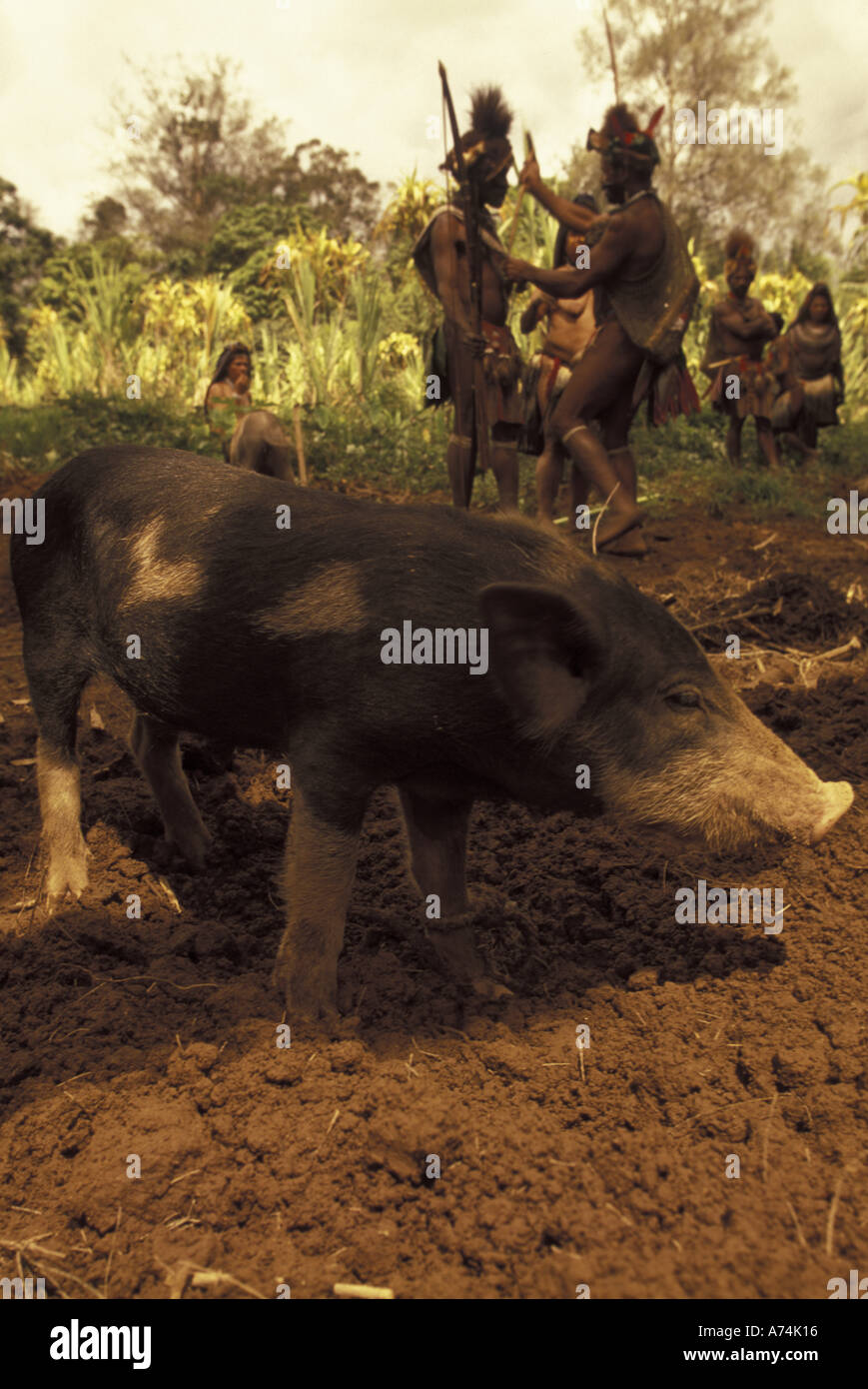 Papua New Guinea, Tari Valley. Huli family with pig in field Stock ...