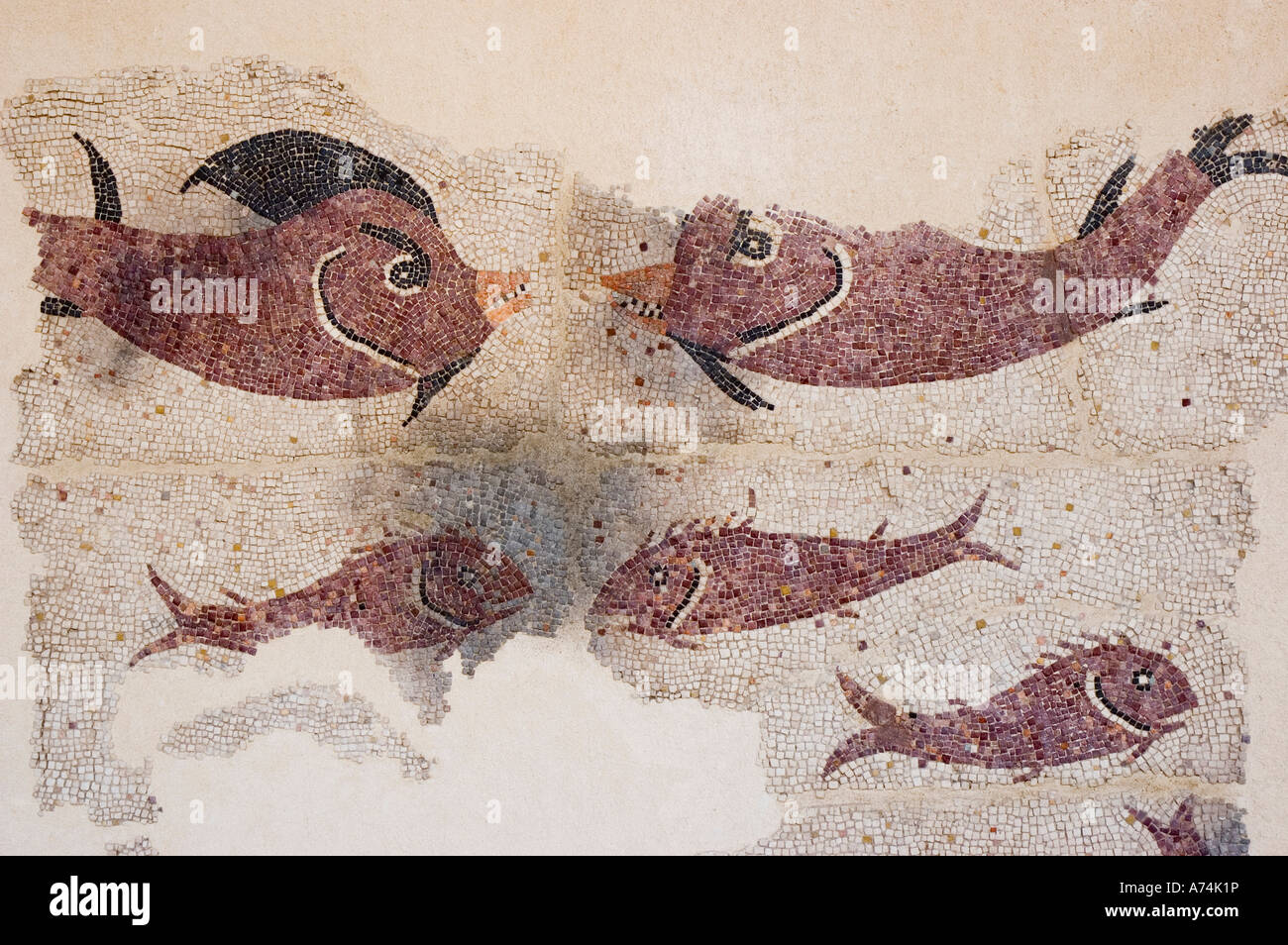 Fish roman mosaic Regional Archaeology Museum ALCALA DE HENARES ...