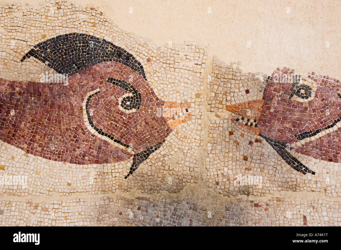 Fish roman mosaic Regional Archaeology Museum ALCALA DE HENARES ...