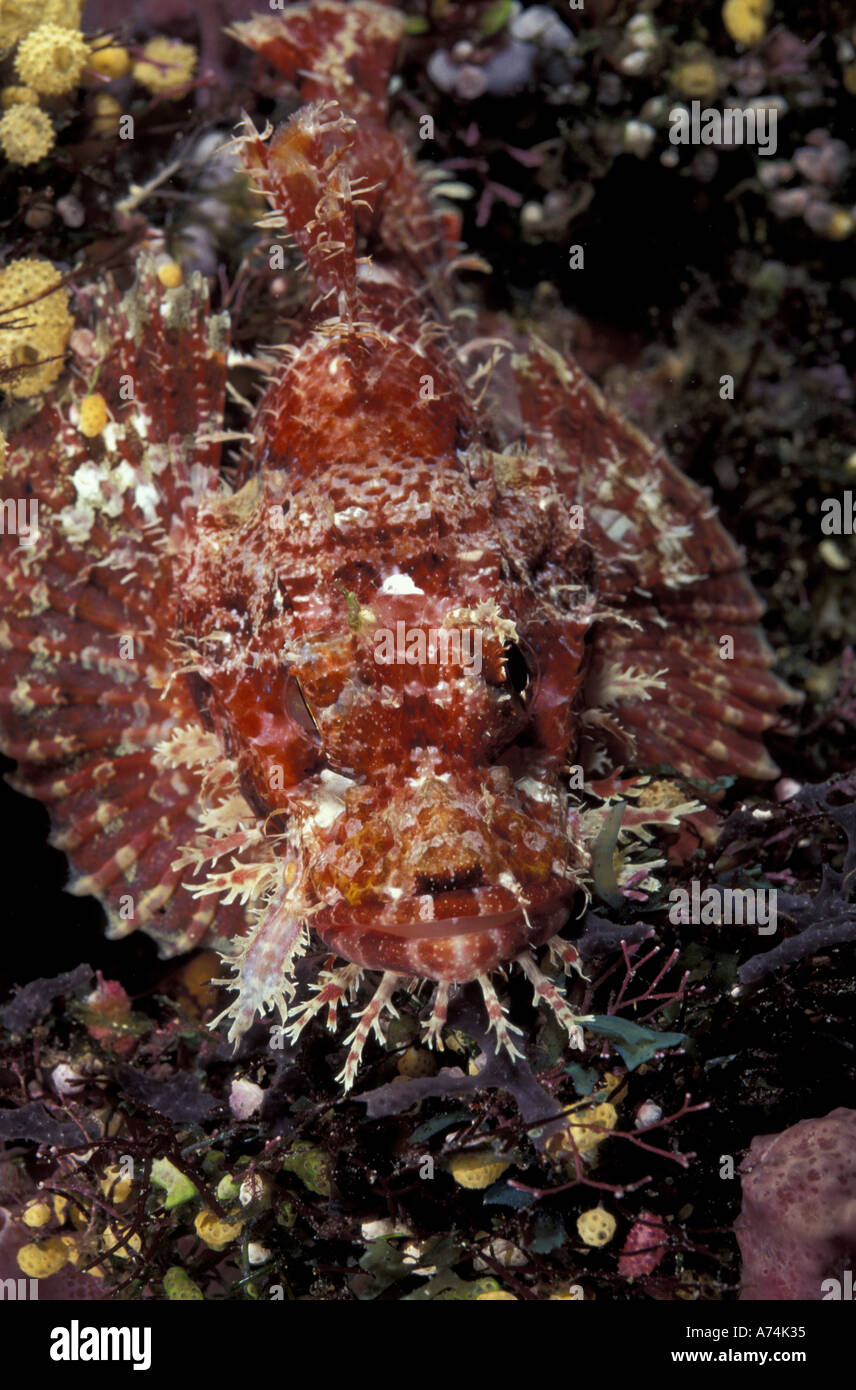 Asia, Papua New Guinea. Scorpionfish (Scorpaenopsis ocycephalus Stock ...