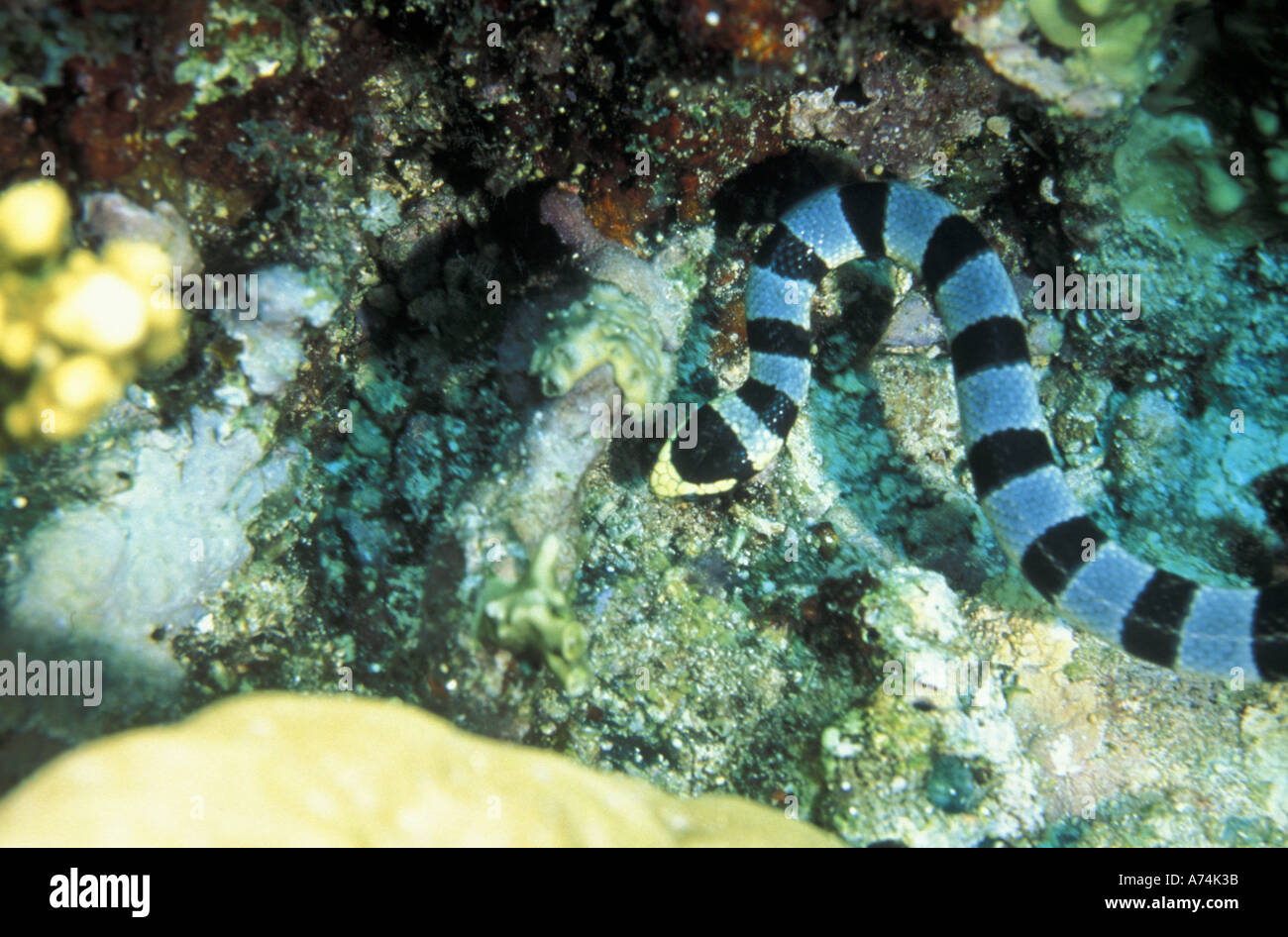 Asia, Papua New Guinea. Banded sea snake Stock Photo - Alamy