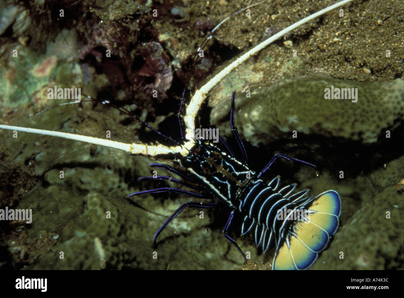 Asia, Papua New Guinea. Painted lobster Stock Photo - Alamy