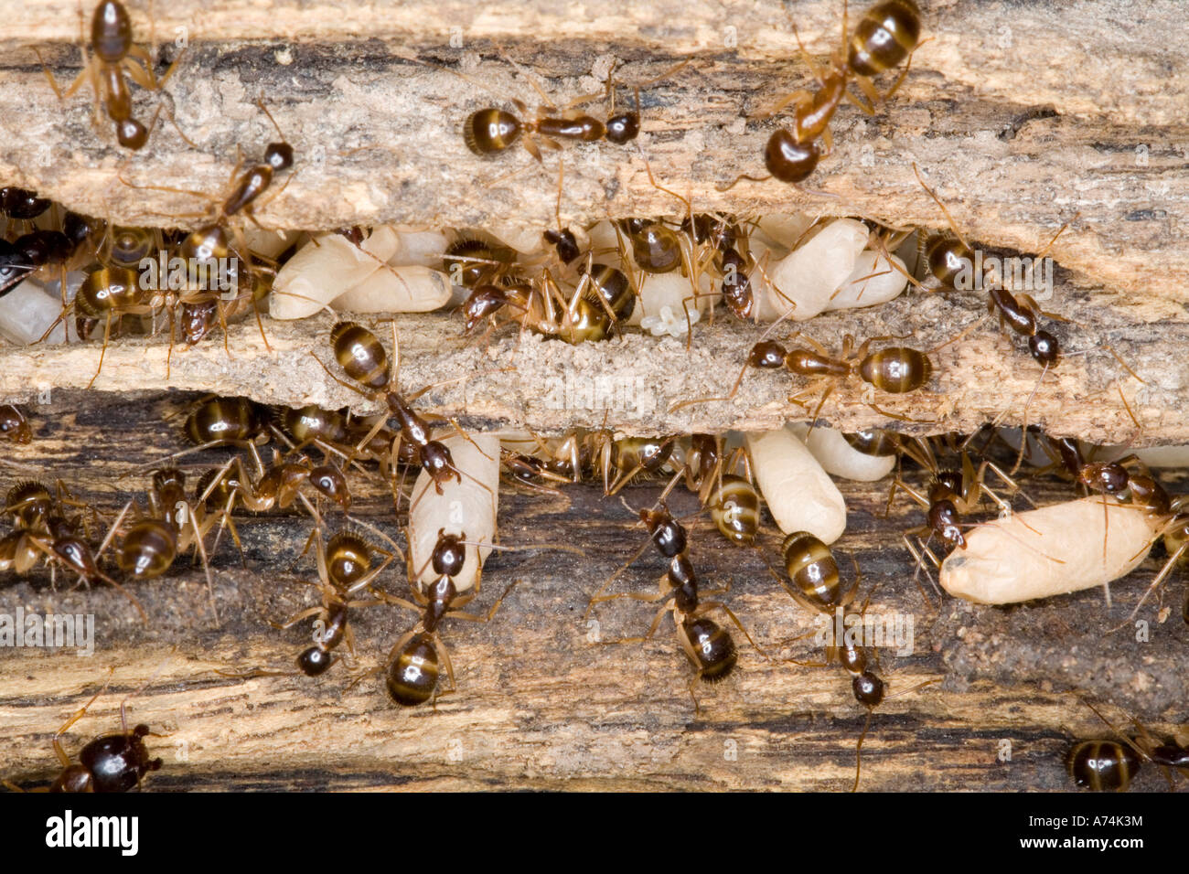 Sugar Ant Nest