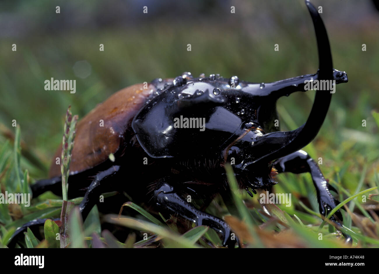 Asia, Papua New Guinea. Rhinoceros Beetle (Orcyctes rhinoceros Stock ...