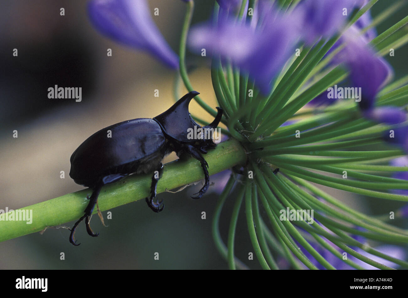 Papua new guinea flower hi-res stock photography and images - Alamy